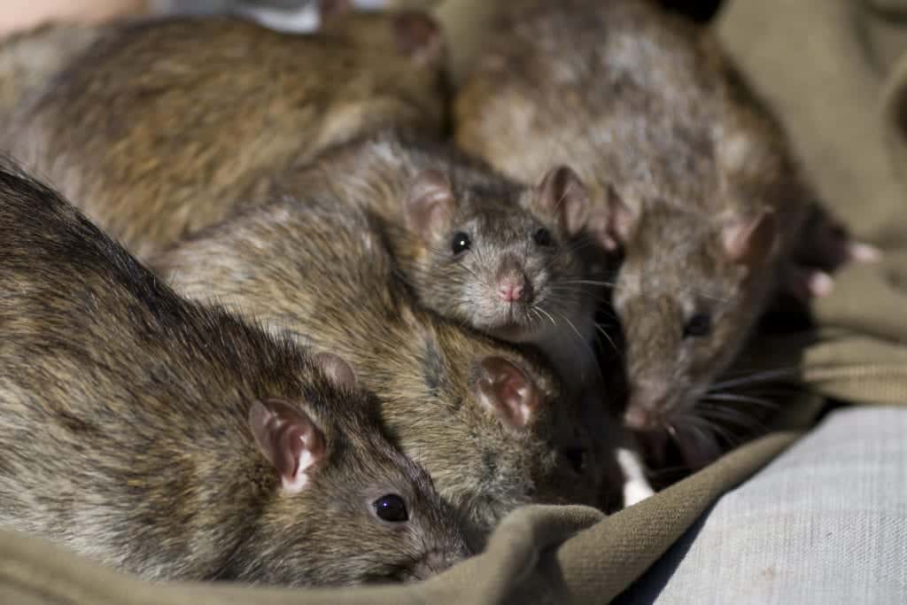 Top 5 Rattiest Cities in the World: Pointe Pest Control