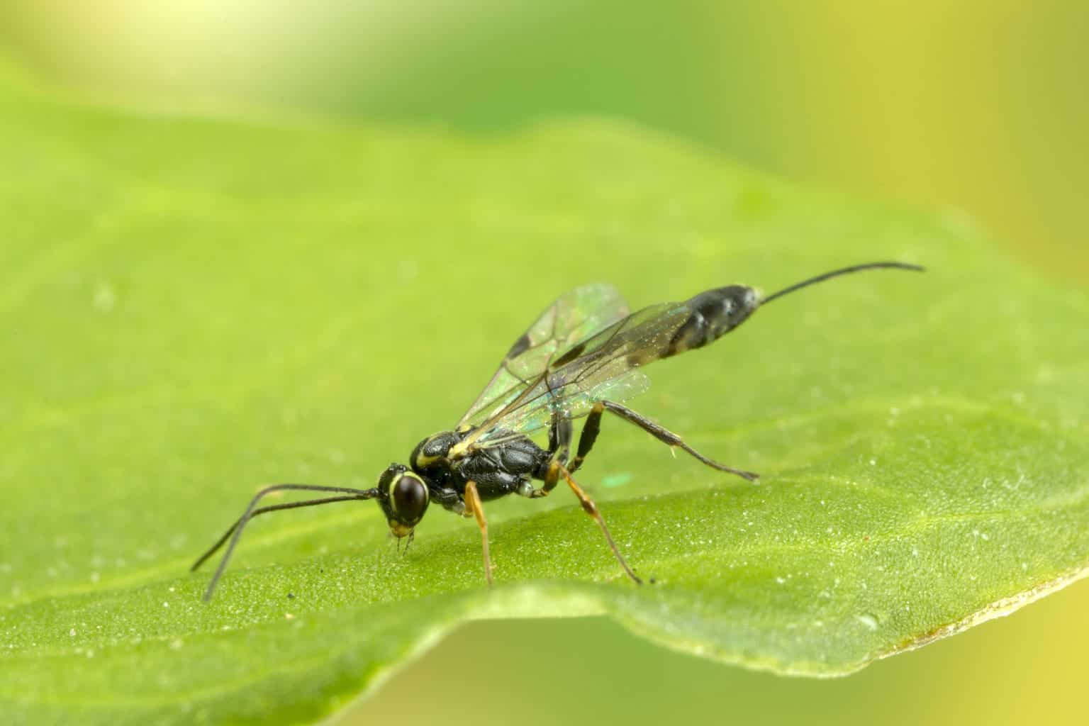 Parasitoid Wasp - Pointe Pest Control: Exterminator & Pest Control Service