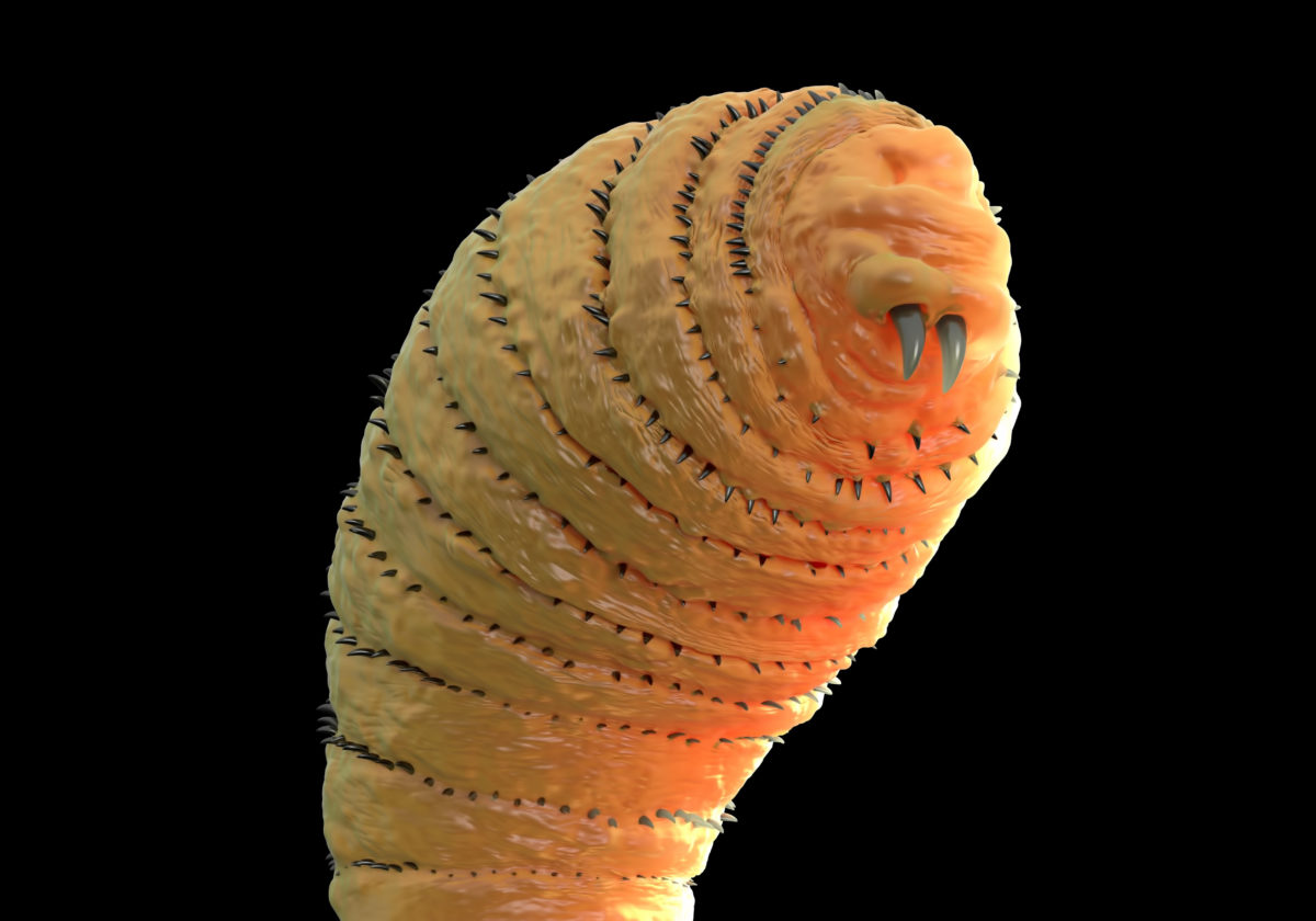 Botfly,,bot,Fly,Larva,Or,Gasterophilus,Parasitic,Fly,Larva - Pointe ...