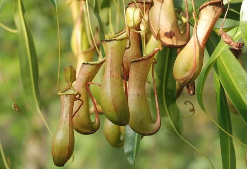 pitcher-plant-362370_1920 - Pointe Pest Control: Exterminator & Pest ...