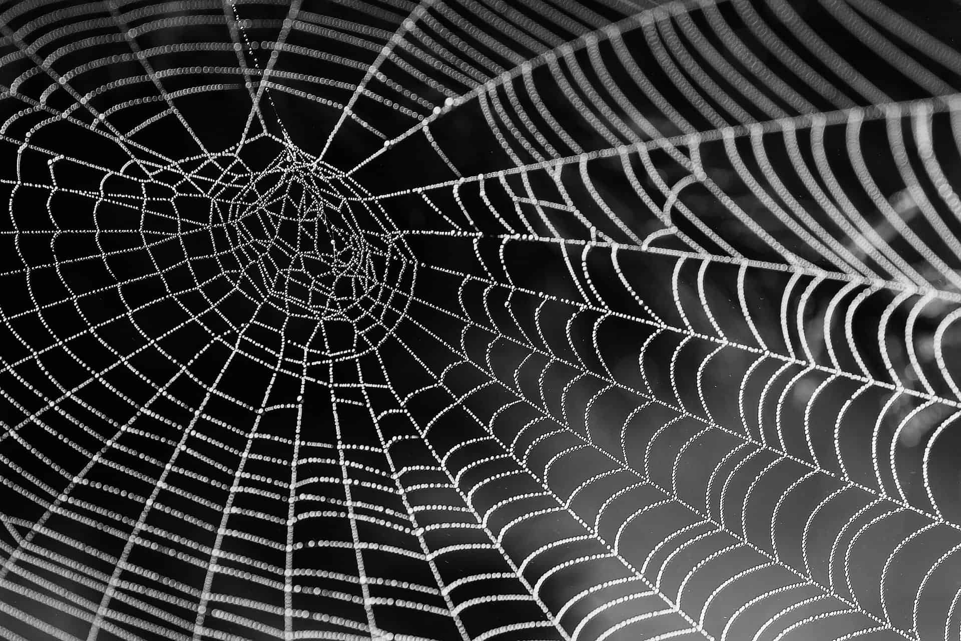Frightening Bug Facts Pointe Pest Control Frightening Bug Facts Pointe Pest Control