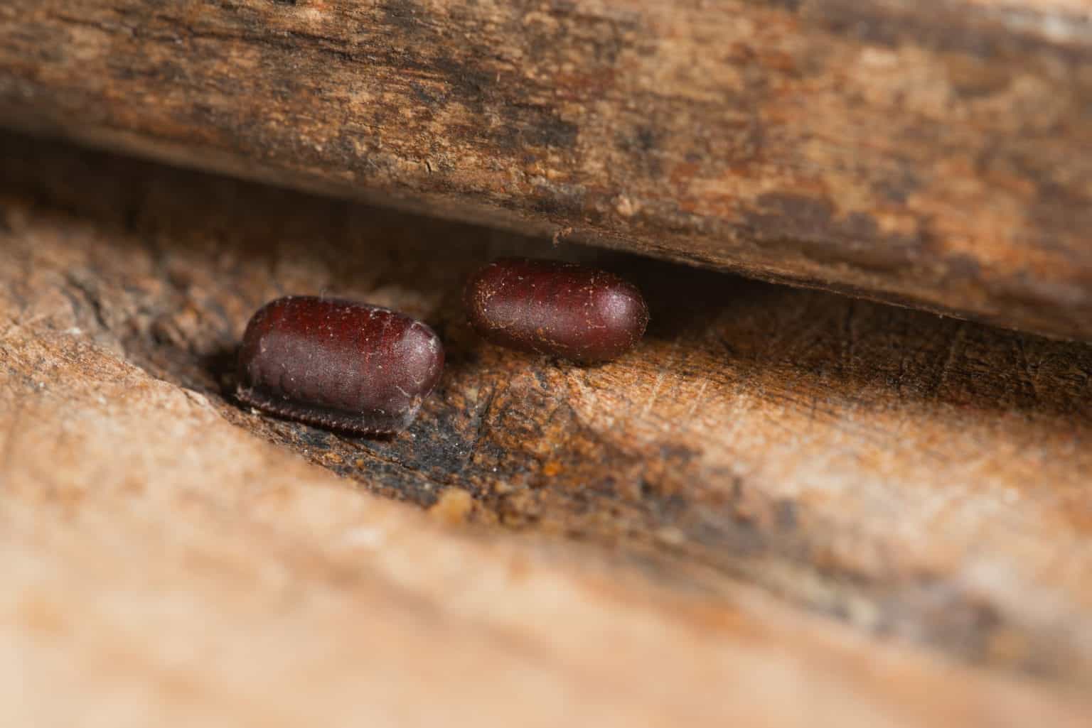 Oriental Cockroach Ootheca Pointe Pest Control Chicago Exterminator And Pest Control Service