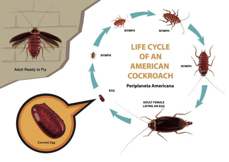 Roach Life Cycles - Pointe Pest Control: Exterminator & Pest Control ...