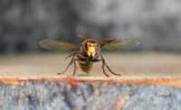 5 of the Most Aggressive Wasps - Pointe Pest Control: Exterminator ...