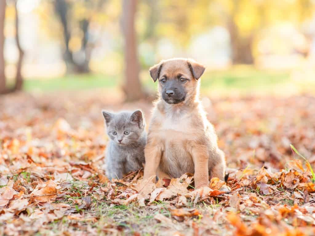 Pests on Your Pets – Bugs that May be Bugging Your Furry Friends ...