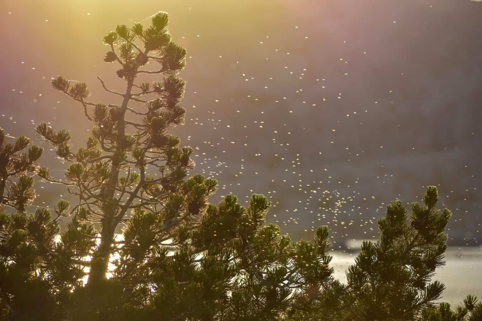 Ten of the Most Annoying Insects - Pointe Pest Control: Exterminator ...