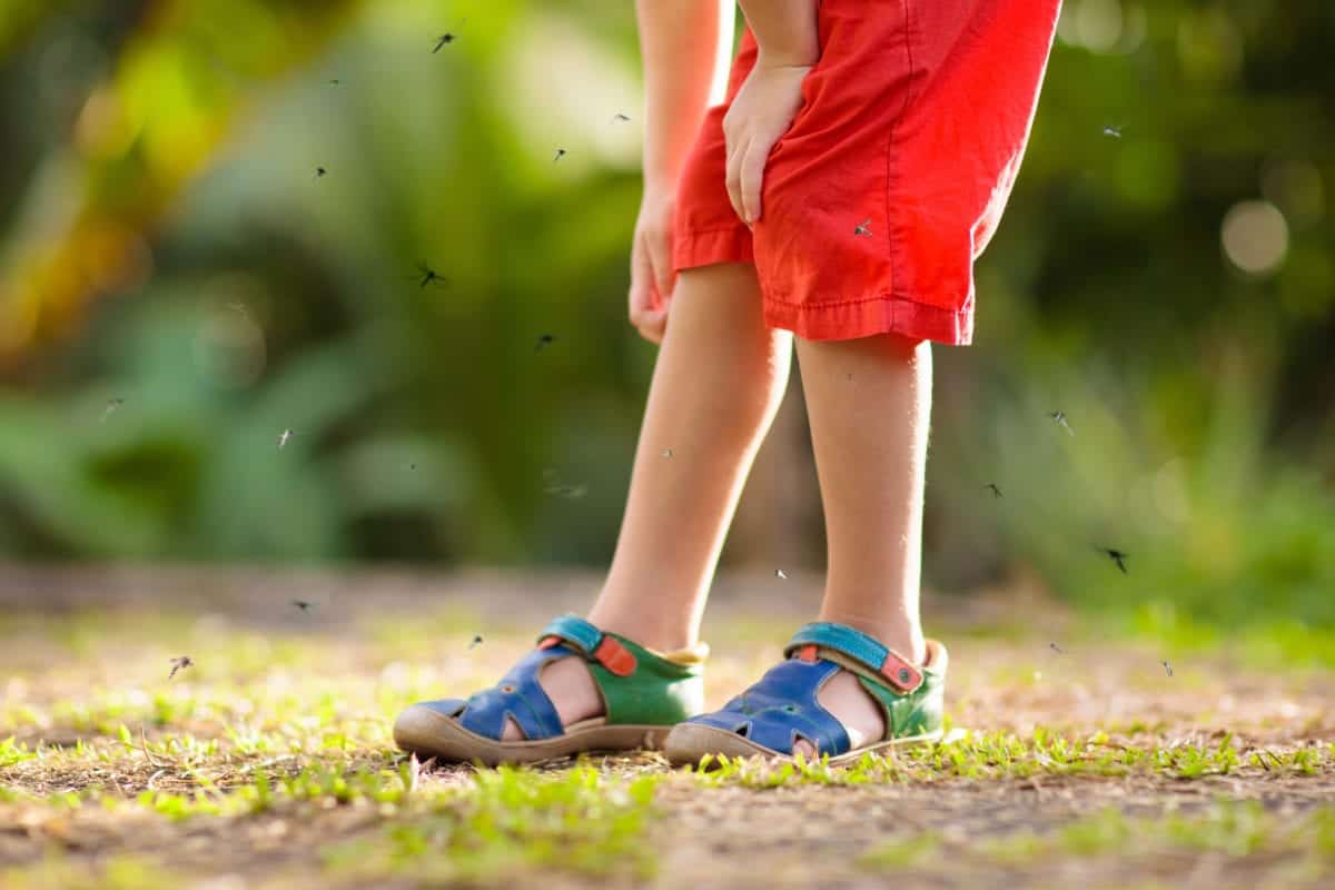 Ten of the Most Annoying Insects - Pointe Pest Control: Exterminator ...