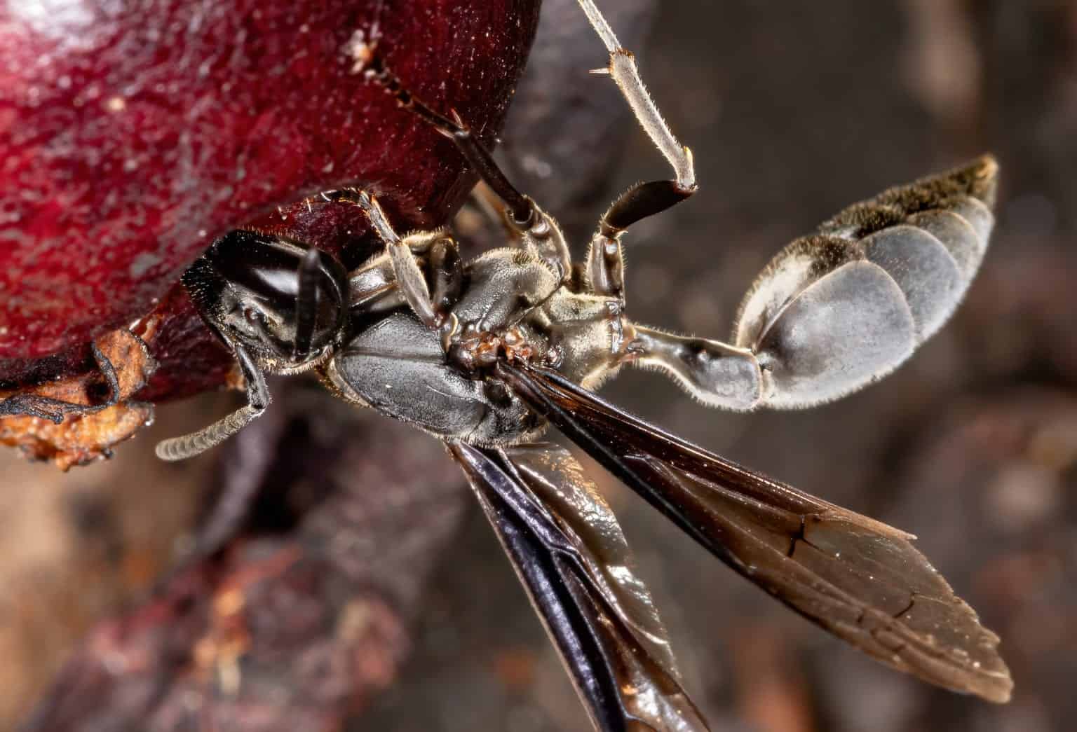 5 of the Most Aggressive Wasps - Pointe Pest Control: Exterminator ...