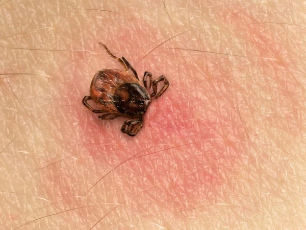 5 Most Common Ticks in Illinois - Pointe Pest Control: Chicago ...