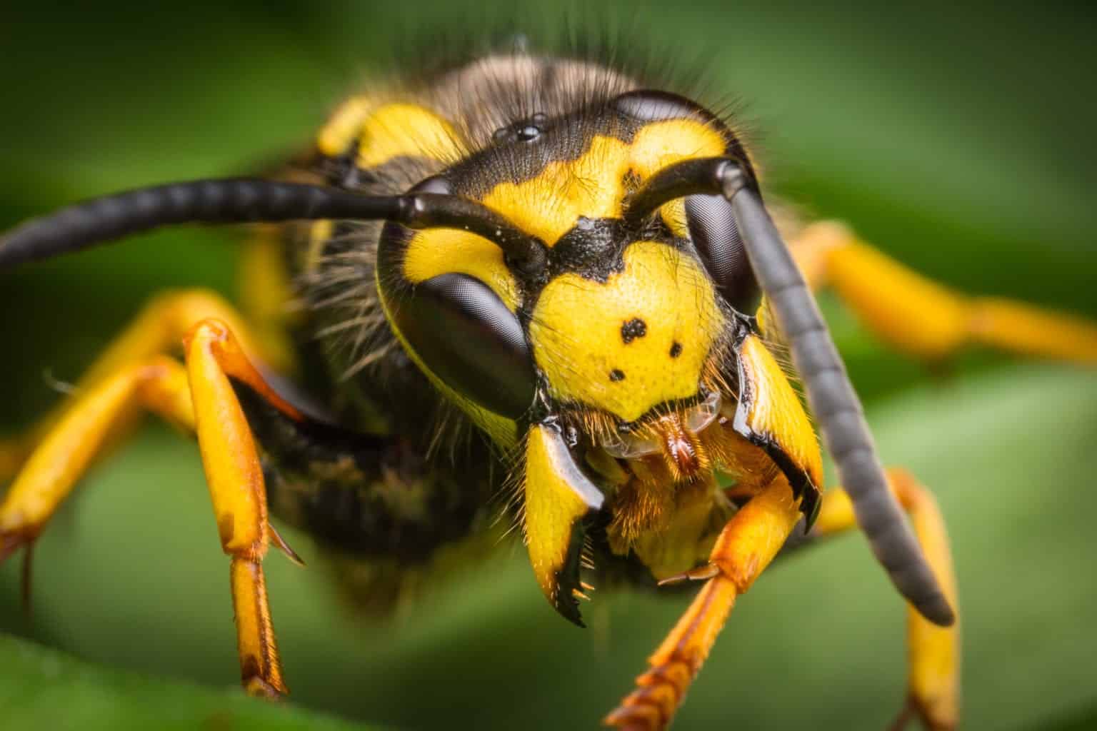 5 of the Most Aggressive Wasps - Pointe Pest Control: Exterminator ...