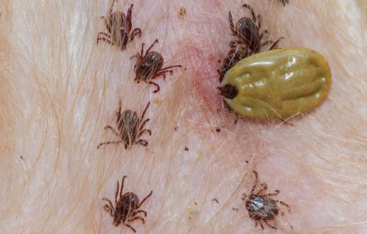 5 Most Common Ticks in Illinois - Pointe Pest Control: Chicago ...