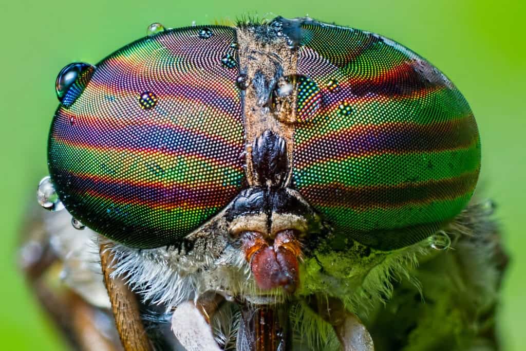 Fly’s Eyes May Help Explain Optical Illusions - Pointe Pest Control ...