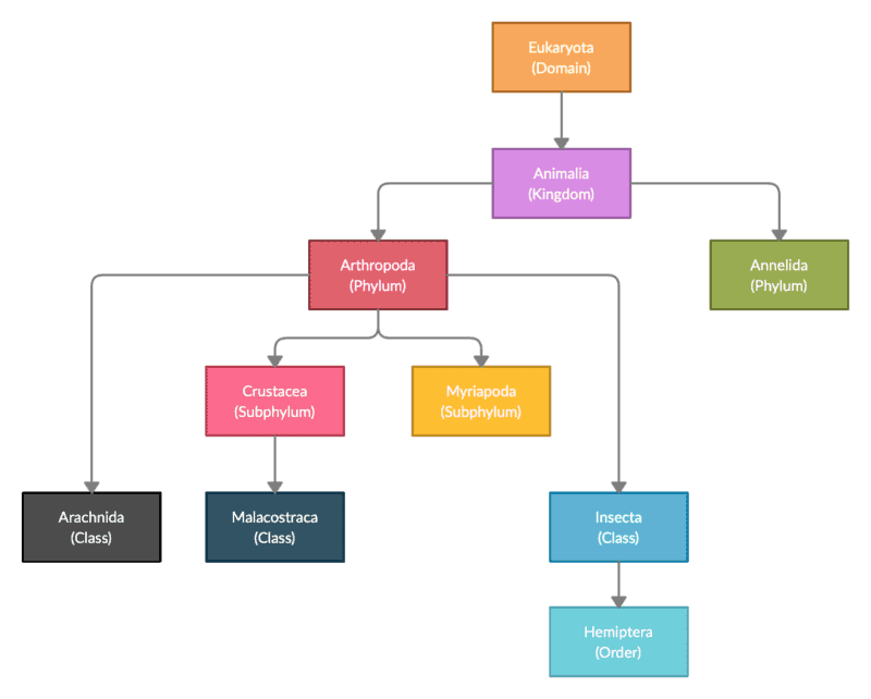 Insects vs Bugs vs Arachnids - Pointe Pest Control: Exterminator & Pest ...