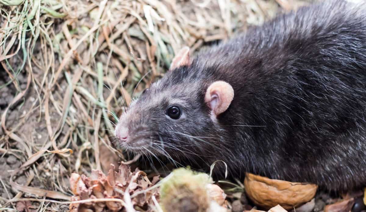 Beware of Rats - Pointe Pest Control: Chicago Exterminator & Pest ...