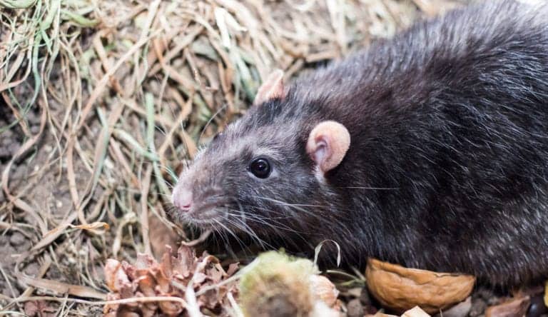 Beware of Rats - Pointe Pest Control | Chicago Pest Control and ...