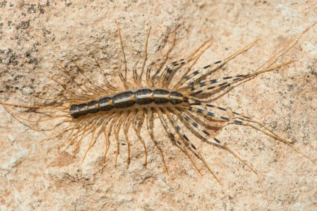 House Centipedes: The Multilegged Monsters of Chicago - Pointe Pest ...