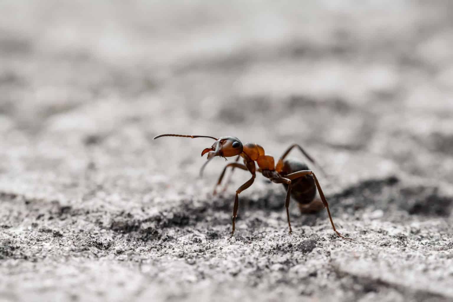 Macro,Of,A,Single,Orange,Translucent,Ant,On,Gray,Ground. - Pointe Pest ...