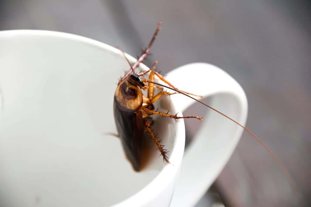 Close,Up,Cockroach,In,Mouth,White,Cup - Pointe Pest Control ...