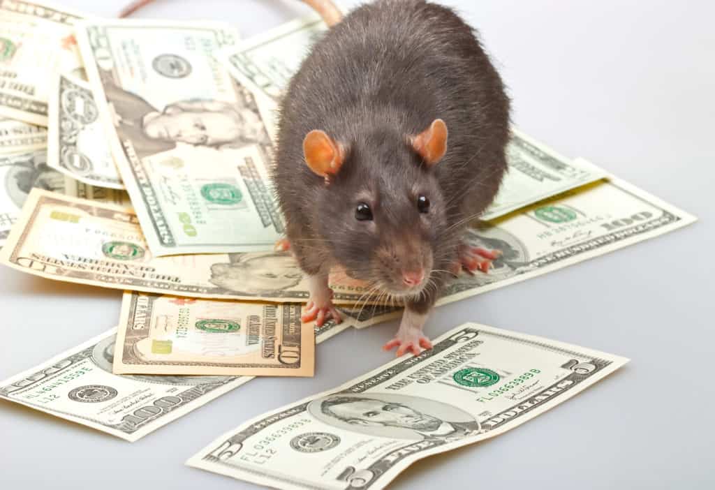 Funny,Rat,Accountant,Standing,Over,American,Dollars - Pointe Pest ...