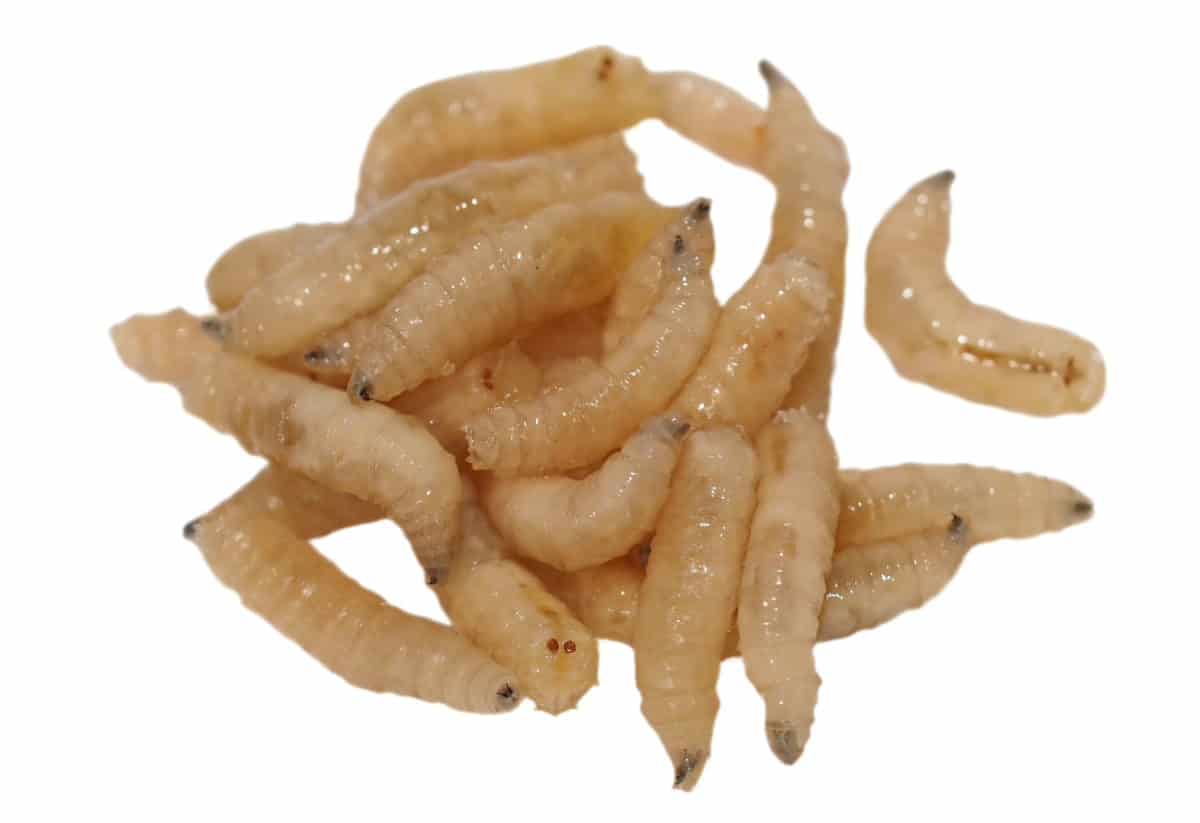 Fly,Larva,Isolated,On,White,Background - Pointe Pest Control ...