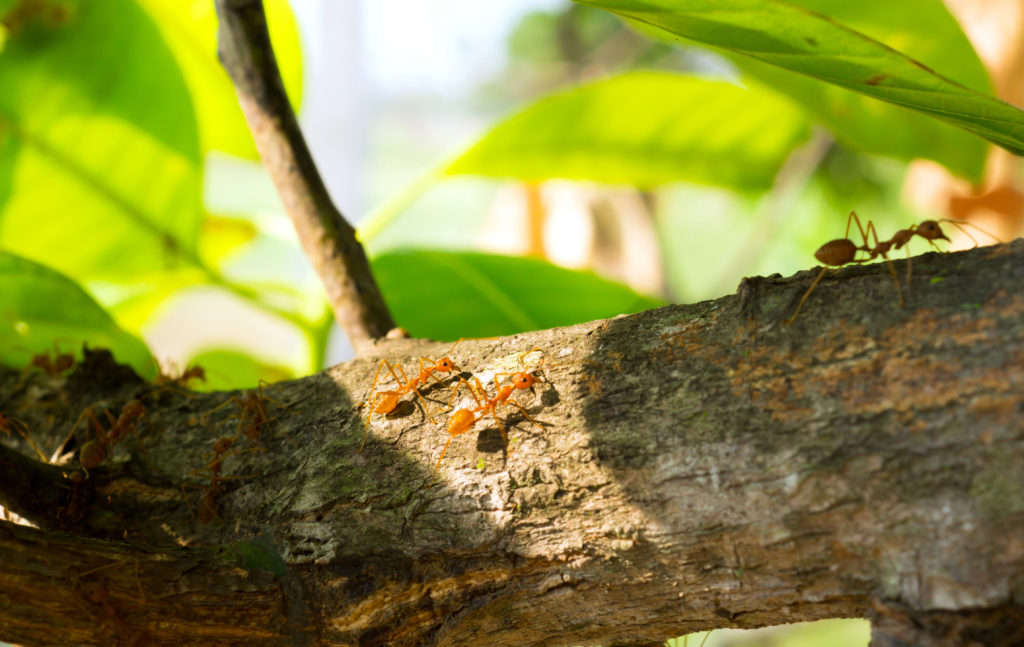 10 Common Summer Pests - Pointe Pest Control: Chicago Exterminator ...