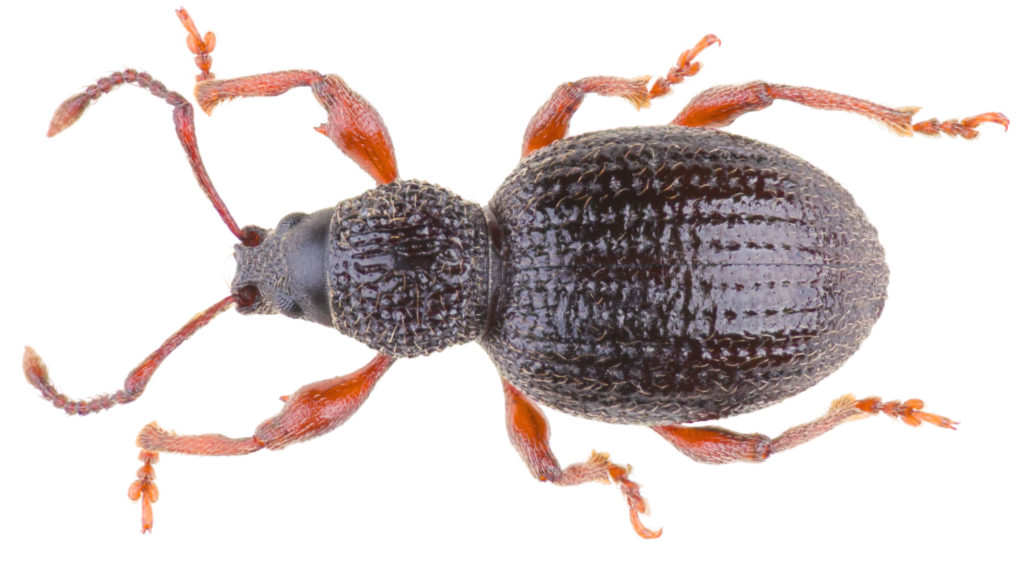 Otiorhynchus,Ovatus,Is,A,Genus,Of,Weevils,In,The,Family - Pointe Pest ...