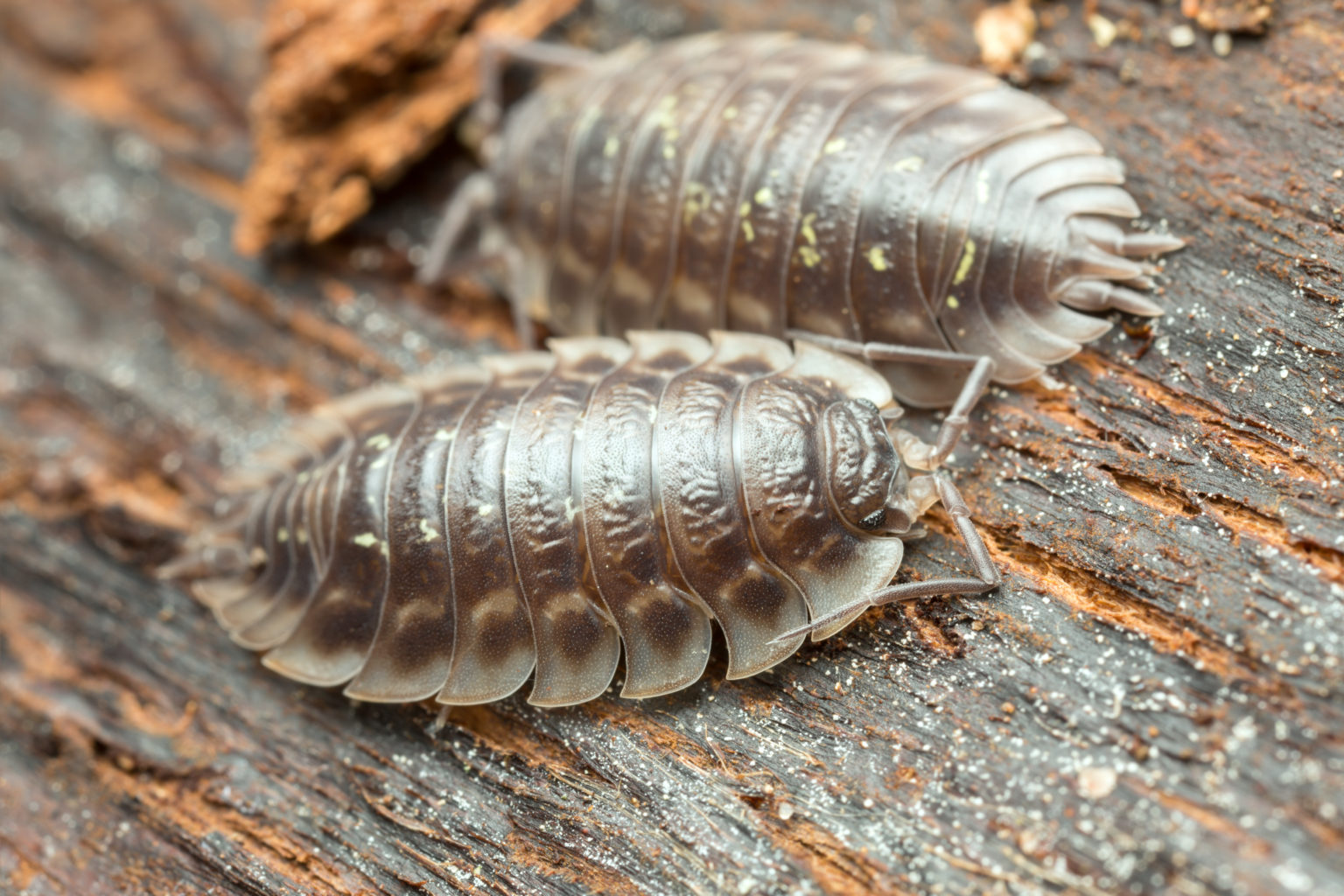 What is the Difference Between Sowbugs and Pillbugs? - Pointe Pest ...