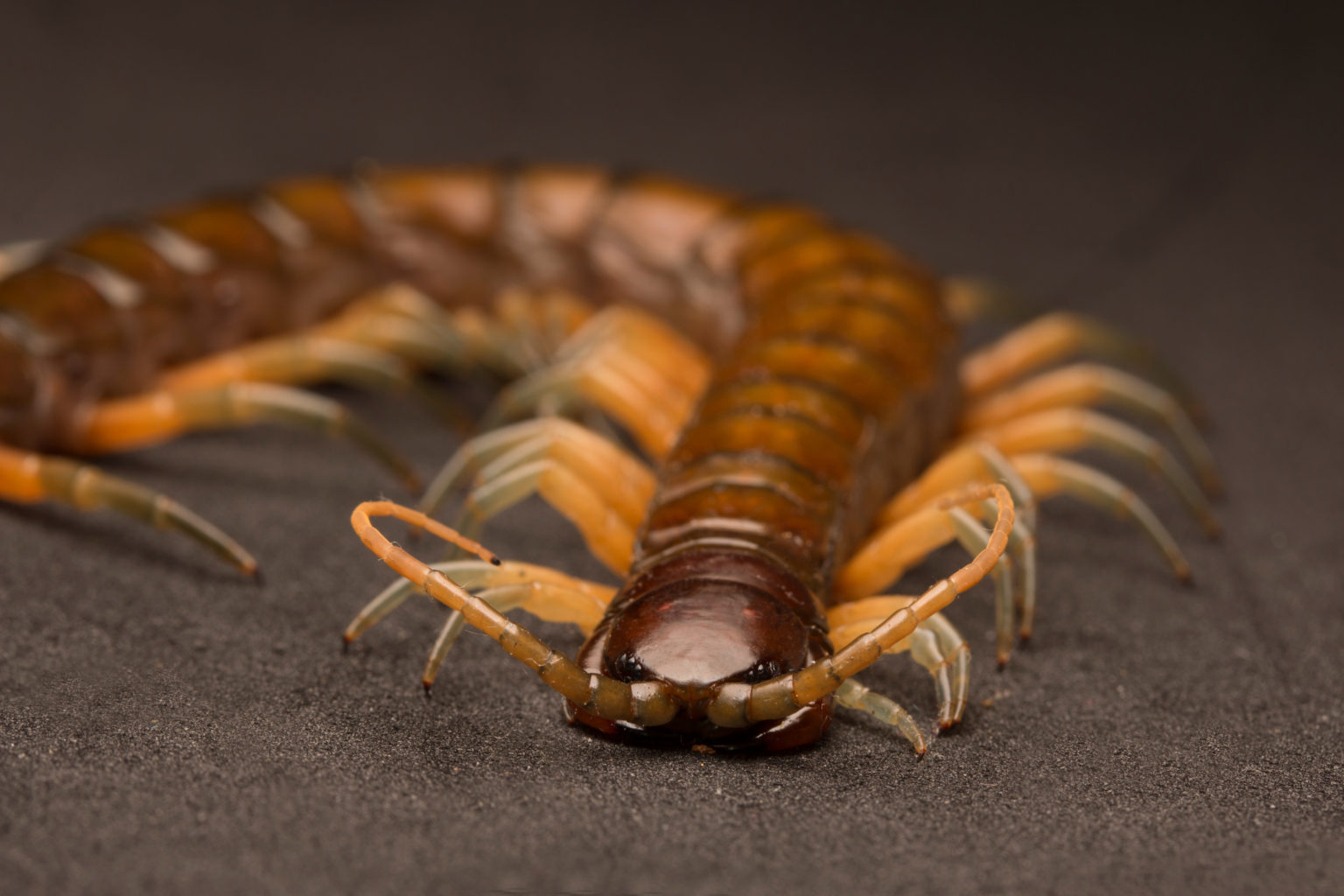 Life Cycles of Centipedes - Pointe Pest Control: Chicago Exterminator ...