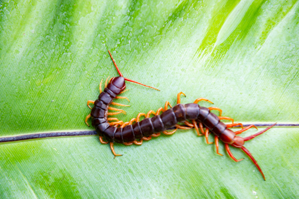 Centipedes,Are,Poisonous,Animals.,Able,To,Bite,And,Release,Poison ...