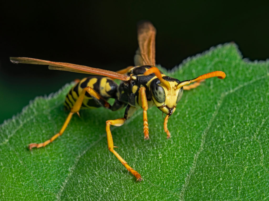 Life Cycles of Paper Wasps - Pointe Pest Control: Chicago Exterminator ...