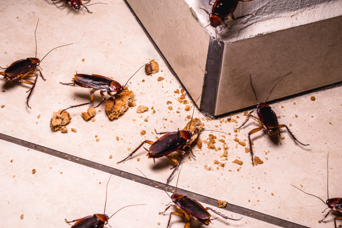 Do Cockroaches Bite? - Pointe Pest Control: Exterminator & Pest Control ...