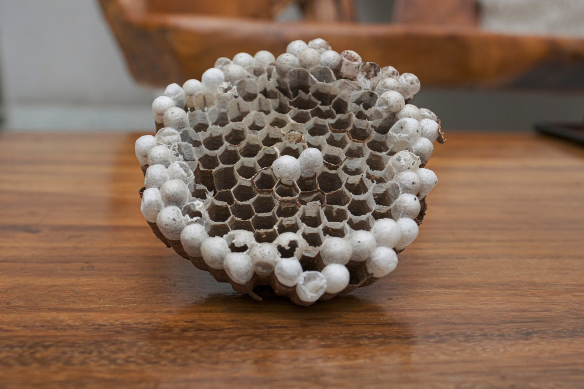 Life Cycles of Paper Wasps - Pointe Pest Control: Chicago Exterminator ...