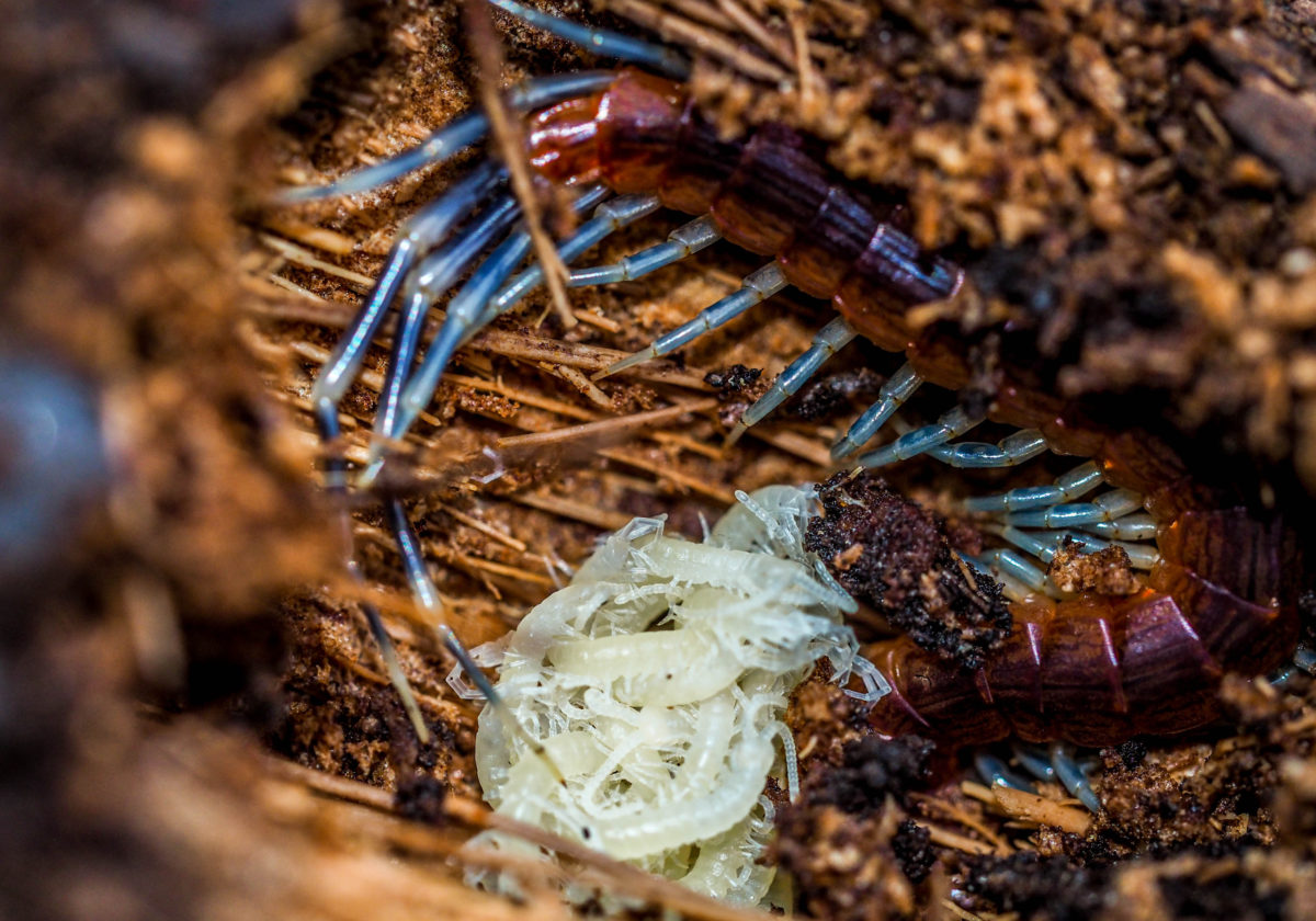 Life Cycles of Centipedes - Pointe Pest Control: Chicago Exterminator ...