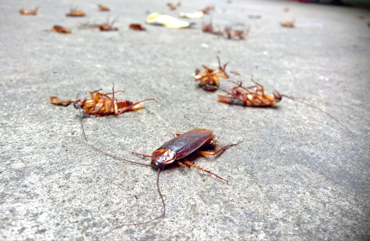 Do Cockroaches Bite? - Pointe Pest Control: Exterminator & Pest Control ...