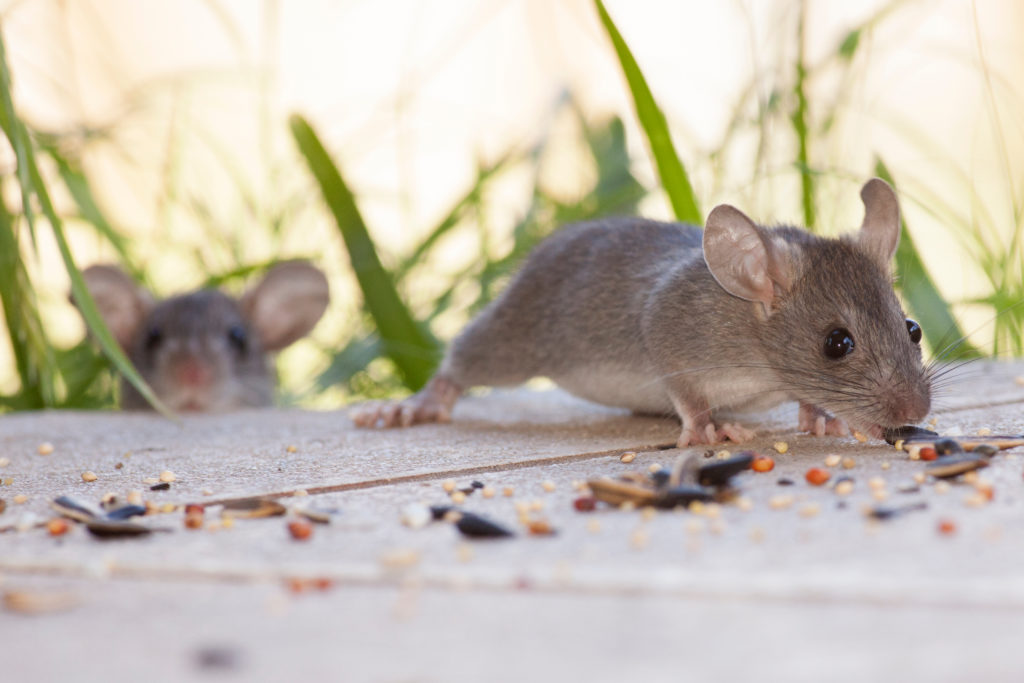 Rats,Eating,Seeds,Outdoors,Yard,Home,Feeder - Pointe Pest Control ...
