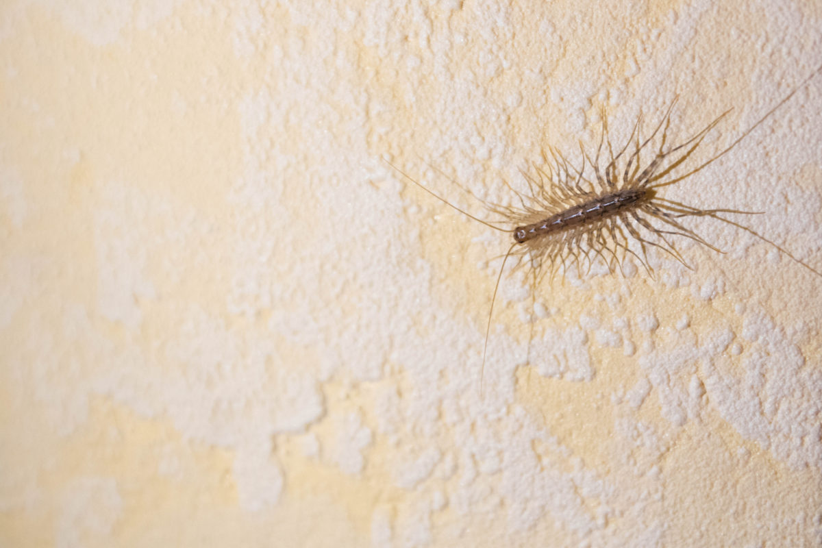House,Centipede,(scutigera,Coleoptrata).,The,Flycatcher.,Centipede ...