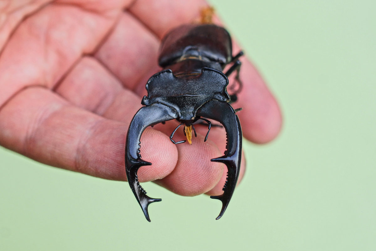 Why are Insects Larger in Warm Climates? - Pointe Pest Control ...