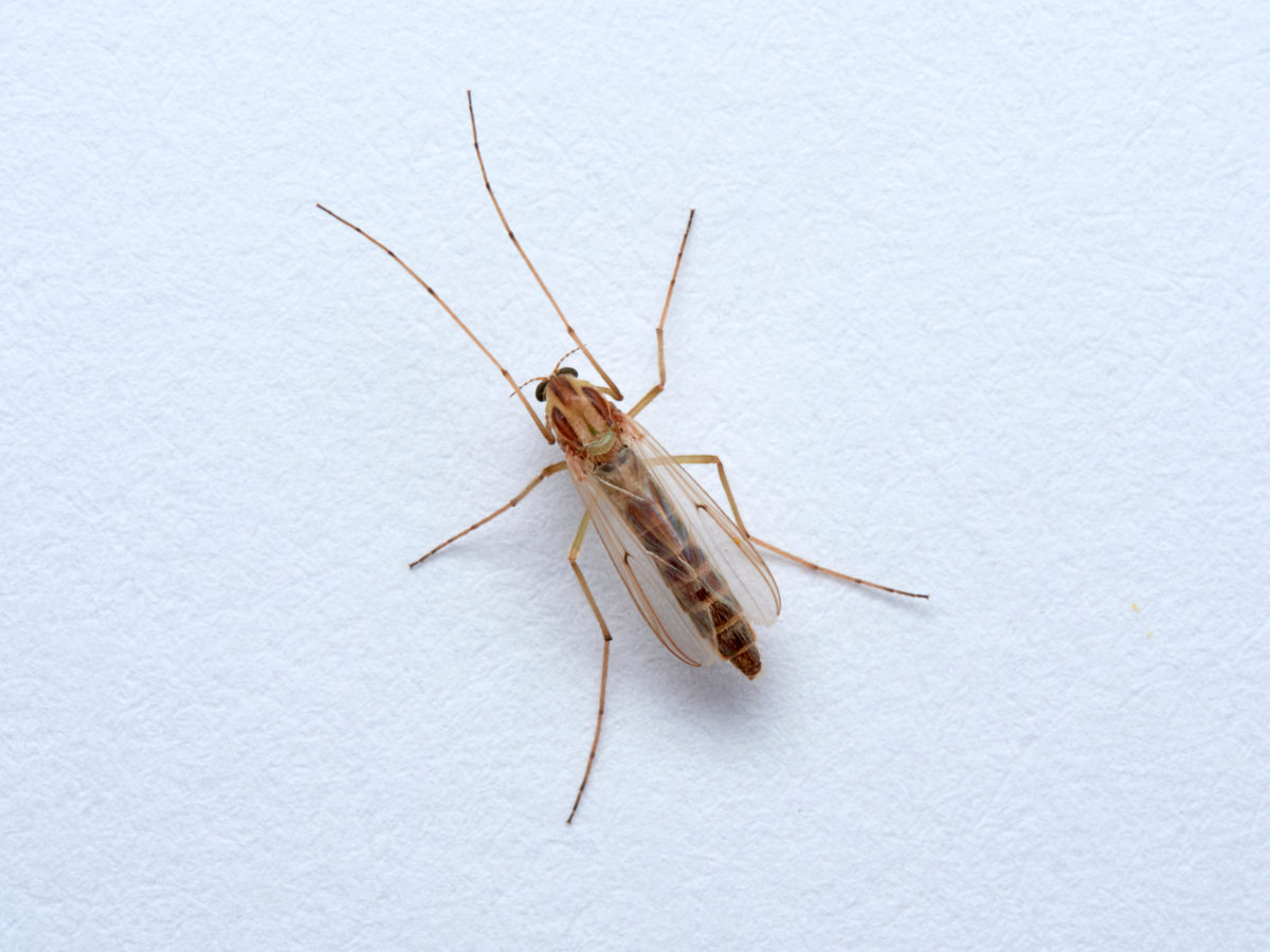 What are Midges? - Pointe Pest Control: Chicago Exterminator & Pest ...