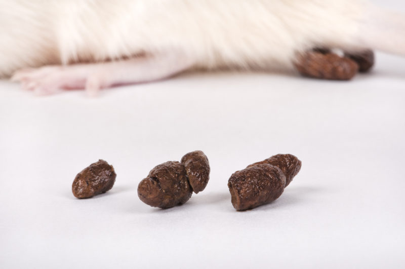 How to Clean Up After Rodent Infestations - Pointe Pest Control ...