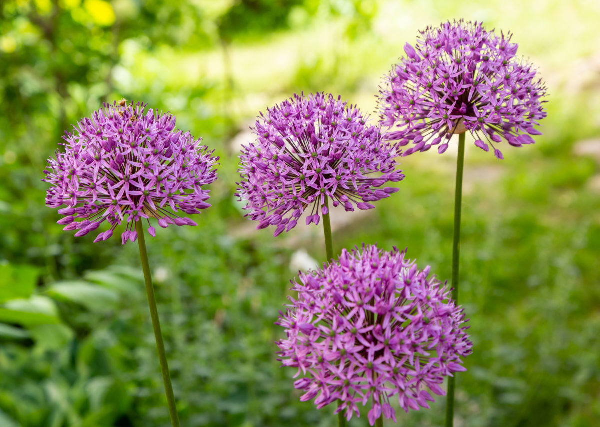 11 Pest-Repelling Plants for Your Yard - Pointe Pest Control ...