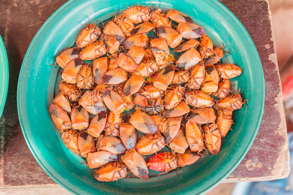Fried,Longan,Stink,Bug,(tessaratoma,Papillosa),For,Sale,At,Local ...