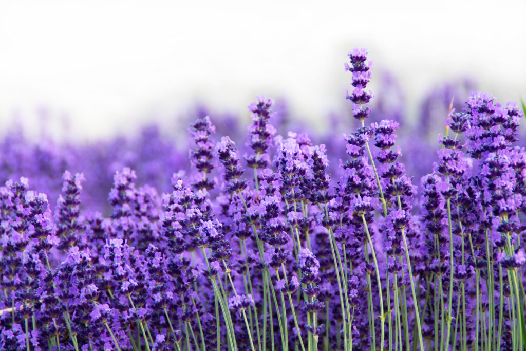 Field,Of,Lavender,,Lavandula,Angustifolia,,Lavandula,Officinalis ...
