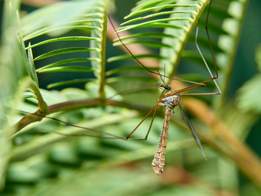 The Mythical Mosquito Hawk: Not a Mosquito Hunter?! - Pointe Pest ...