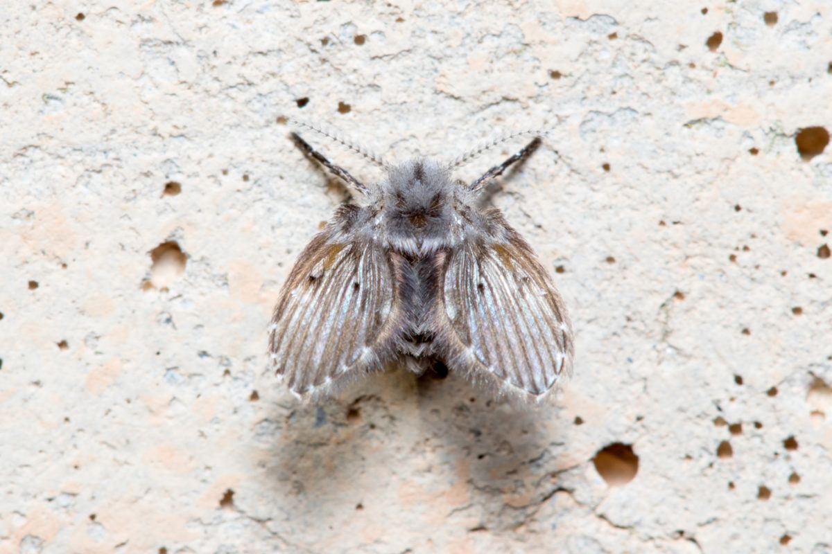 The 4 Most Common Pesky Flies - Pointe Pest Control: Chicago ...