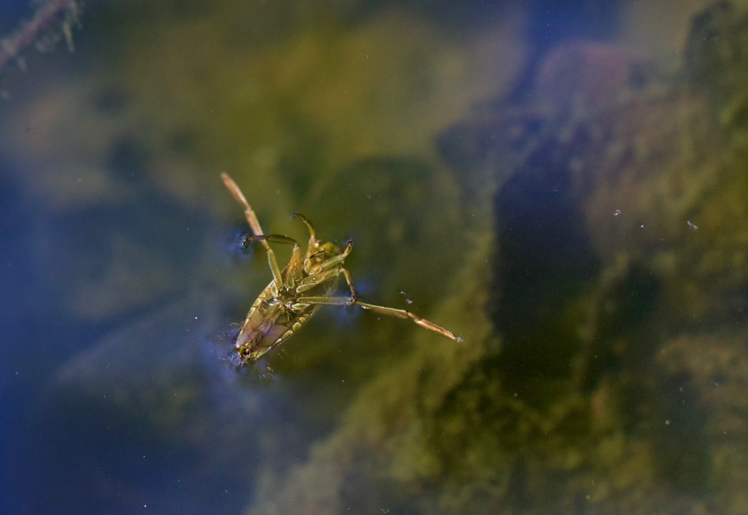 Backswimmer,Insect,Floating,In,Pond - Pointe Pest Control: Chicago ...