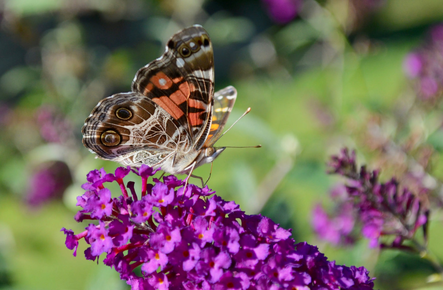 Dragonflies vs. Butterflies: Two Different Beneficial Beings? - Pointe ...