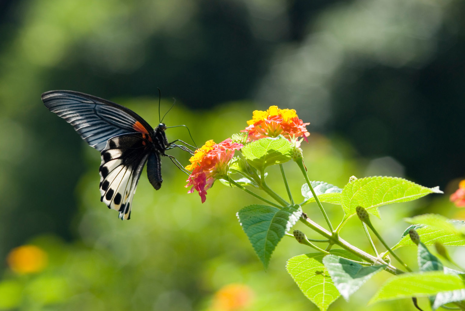 Dragonflies vs. Butterflies: Two Different Beneficial Beings? - Pointe ...