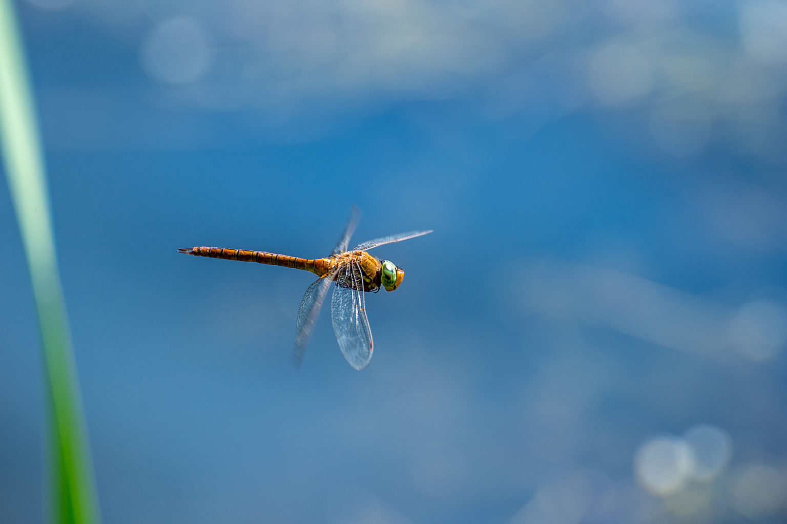 Dragonflies vs. Butterflies: Two Different Beneficial Beings? - Pointe ...