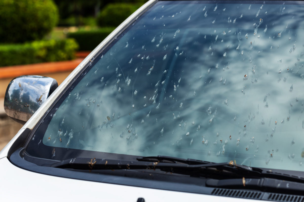 Bugs on the Windshield: What are They and Why are There So Much Less ...