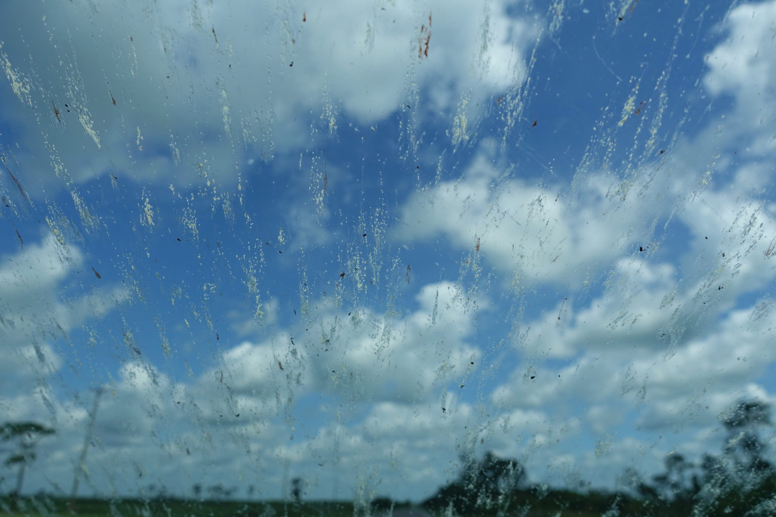 Bugs on the Windshield: What are They and Why are There So Much Less ...